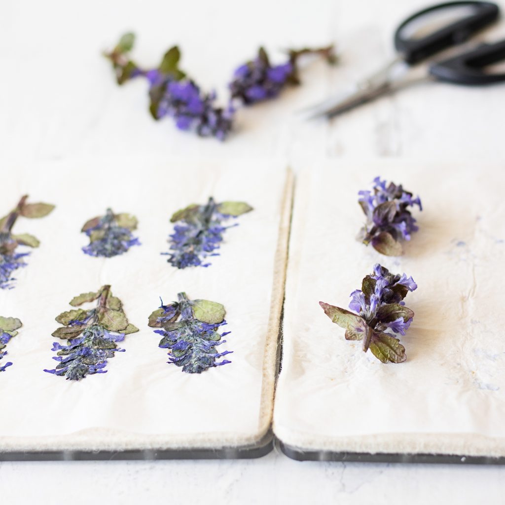 How to Use a Flower Press and Tips for Pressing Flowers
