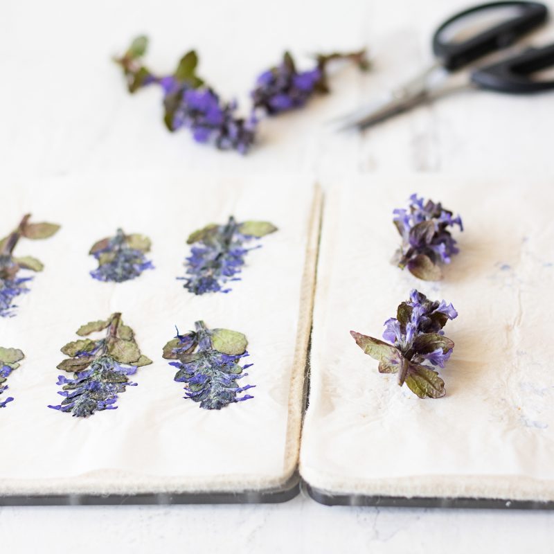 How to Use a Flower Press and Tips for Pressing Flowers