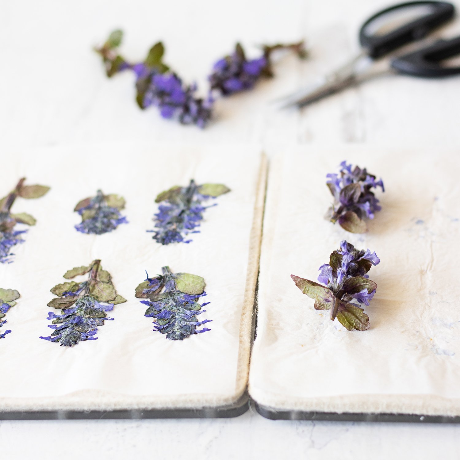 How To Press Flowers Quickly Microwave At William Byram Blog